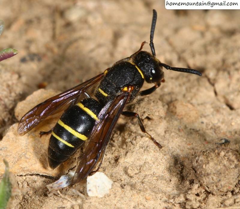 Noteridae | Insektarium