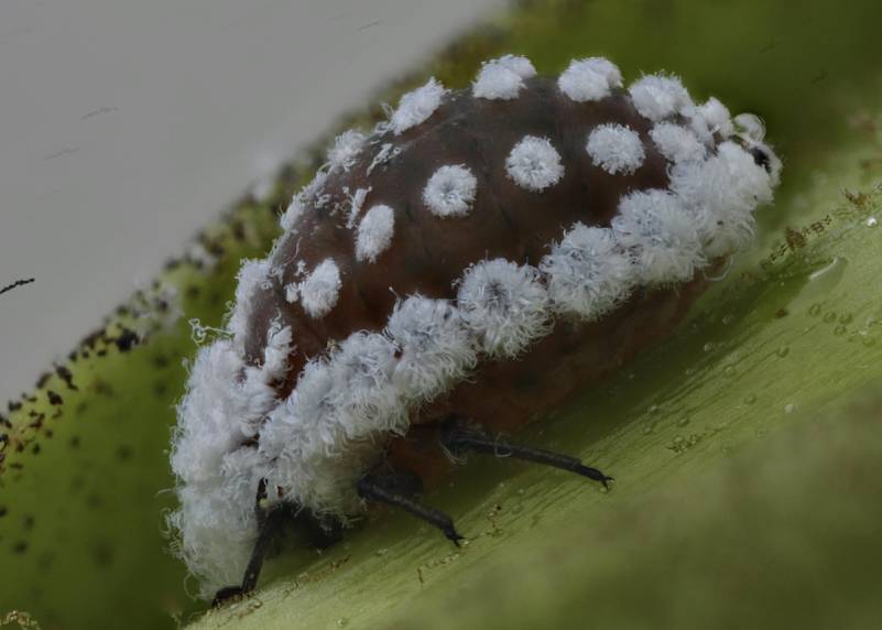 Tettigoniidae – Pasikonikowate | Insektarium