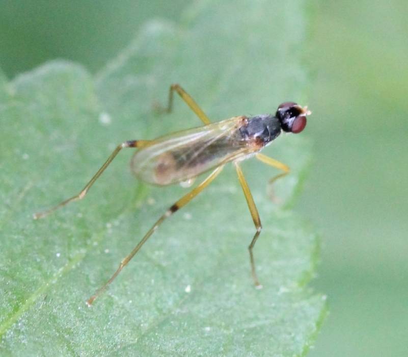 Diastatidae | Insektarium