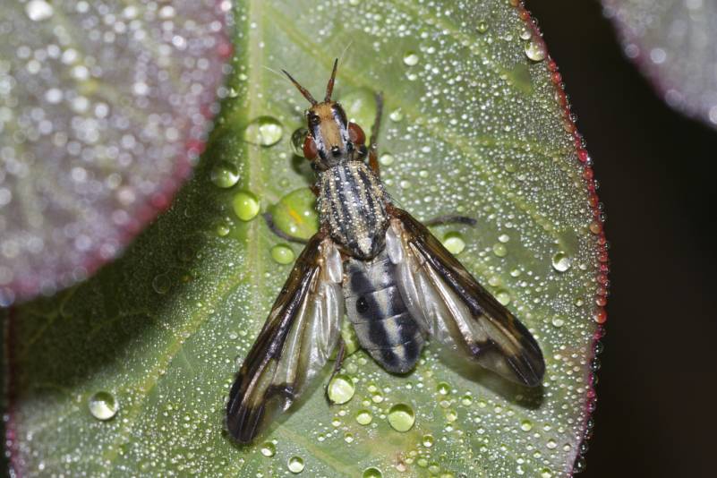 Cantharis quadripunctata – Omomiłek barkoplamy | Insektarium