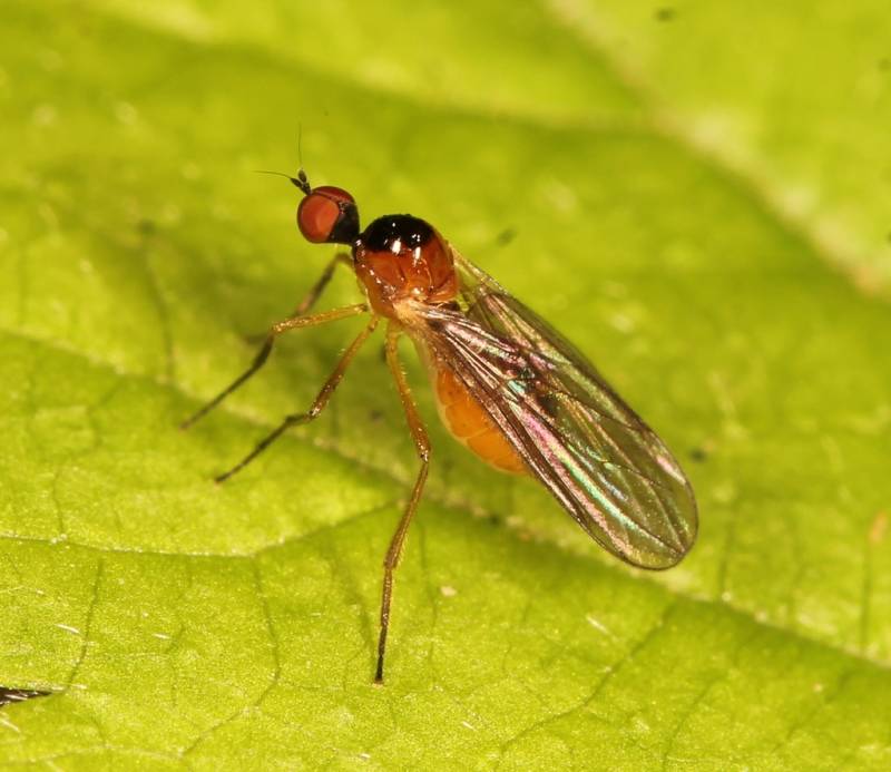 Diastatidae | Insektarium