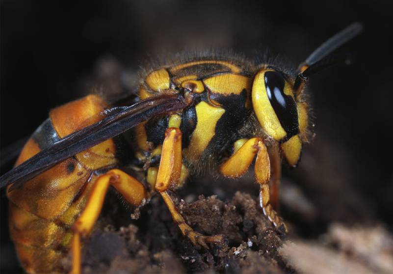 Noteridae | Insektarium