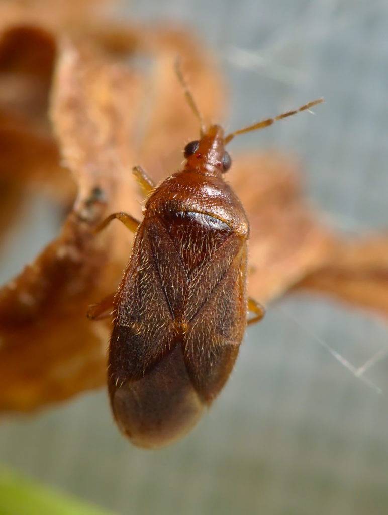 Lista gatunków – Lepidoptera | Insektarium