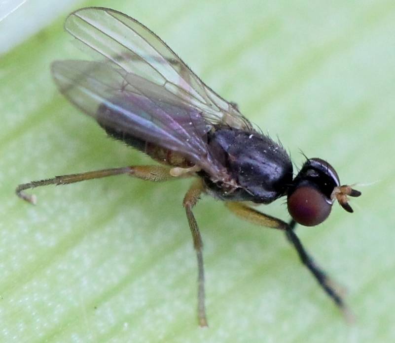 Tephritidae – Świat | Insektarium