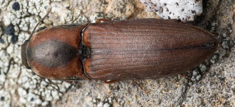 Tettigoniidae – Pasikonikowate | Insektarium
