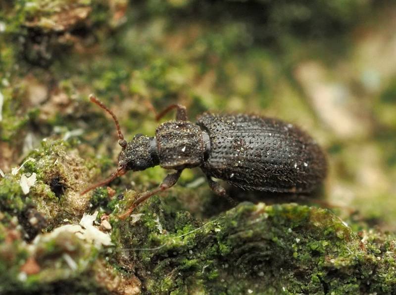Lista gatunków – Lepidoptera | Insektarium