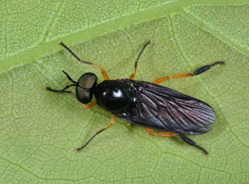 Quedius cruentus – Marga starodrzewna | Insektarium